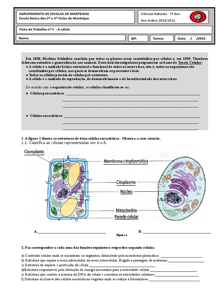 Células De Ciências Biológicas Do 7º Ano