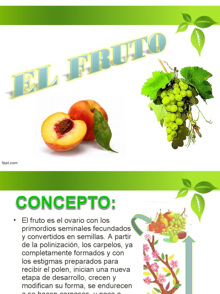 La formación y clasificación de los frutos | PDF | Fruta | Flores