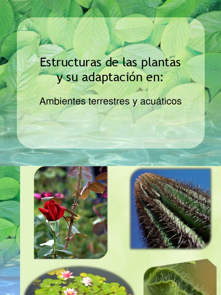 Adaptaciones de las Plantas al Ambiente | PDF | Plantas | Hoja