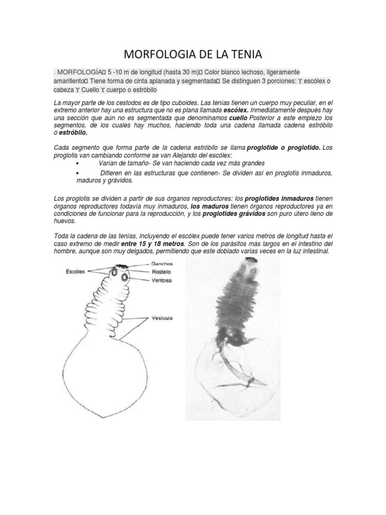 Morfología de la Tenia y sus Partes | PDF | Especialidades Medicas ...