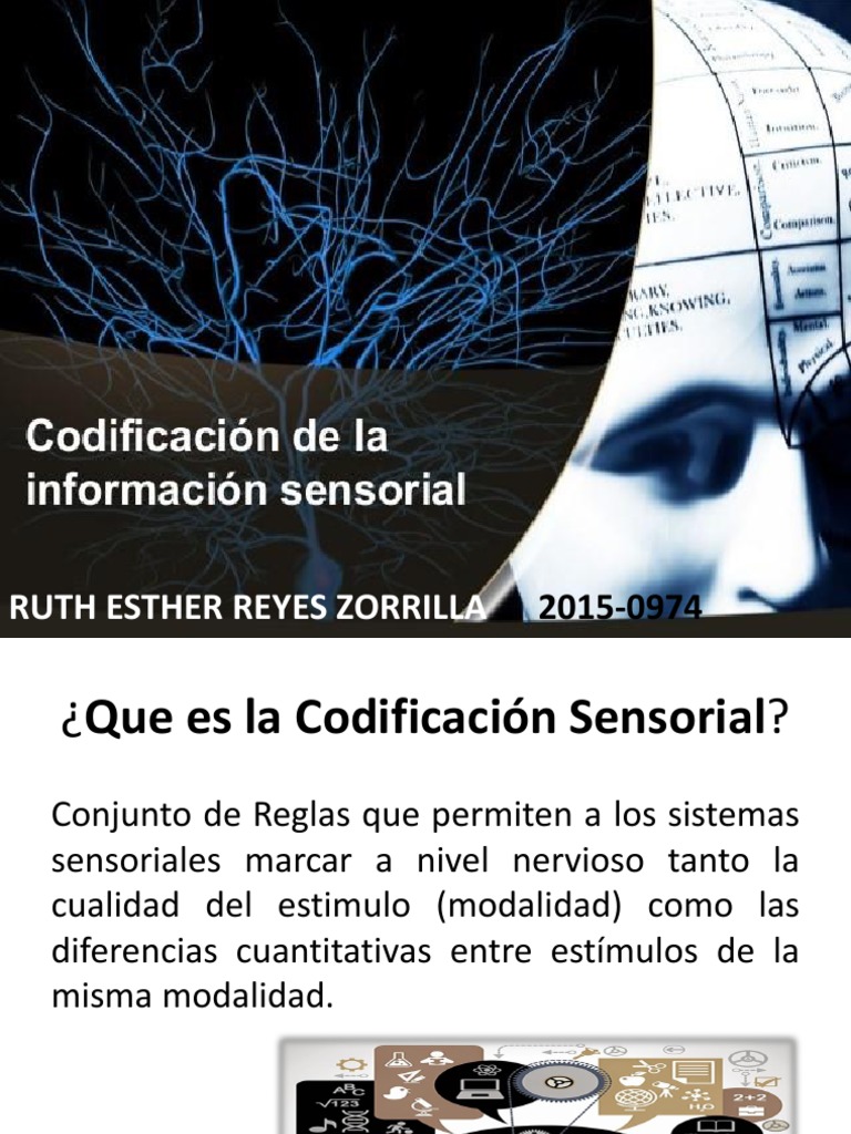 Codificacion Sensorial | PDF | Sistema nervioso | Fisiología