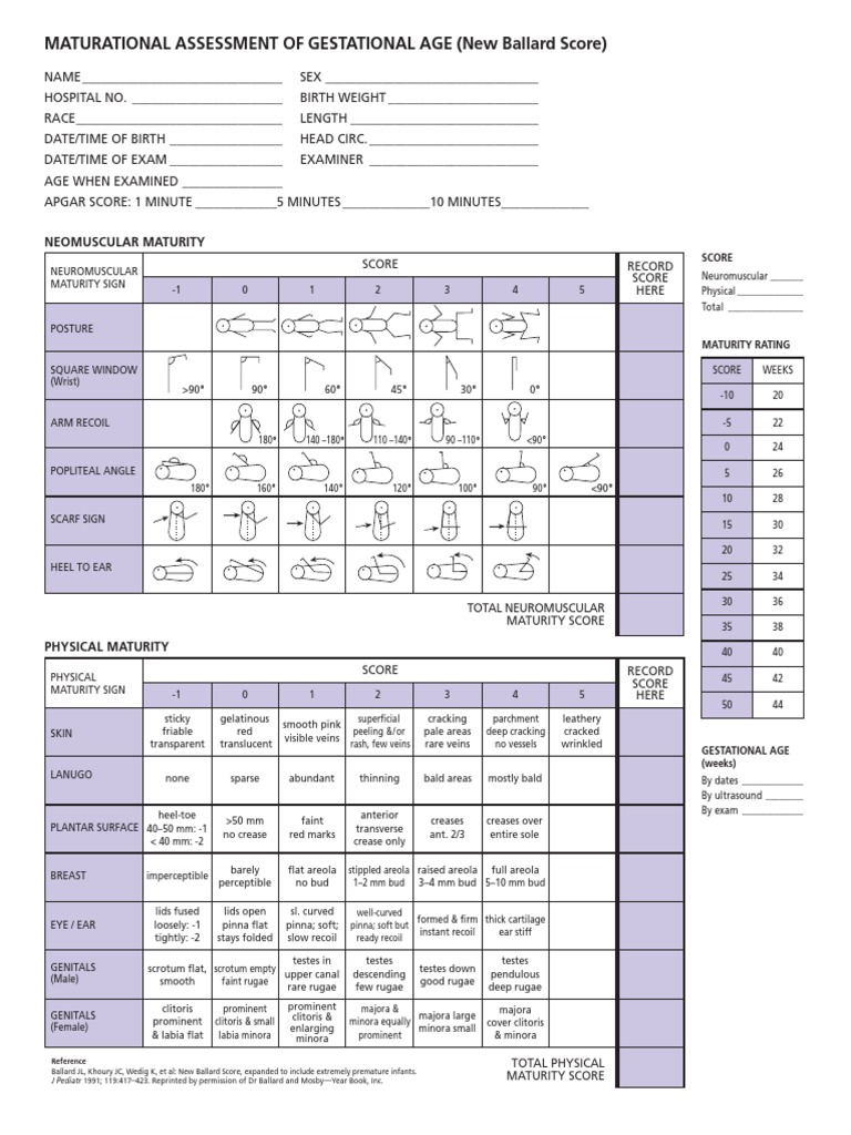 Ballard Score | PDF | Labia | Clitoris
