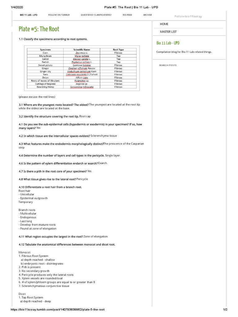 Plate #5 - The Root - Bio 11 Lab - UPD | PDF | Root | Tissue (Biology)