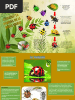Ciclo de Vida de Una Mariquita | PDF