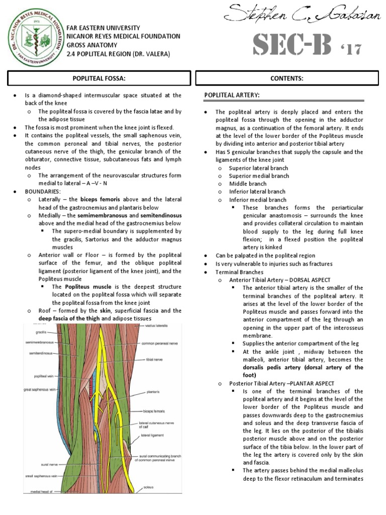 Popliteal Surface