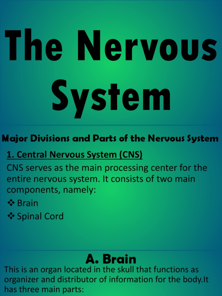 The Nervous System | PDF | Nervous System | Central Nervous System