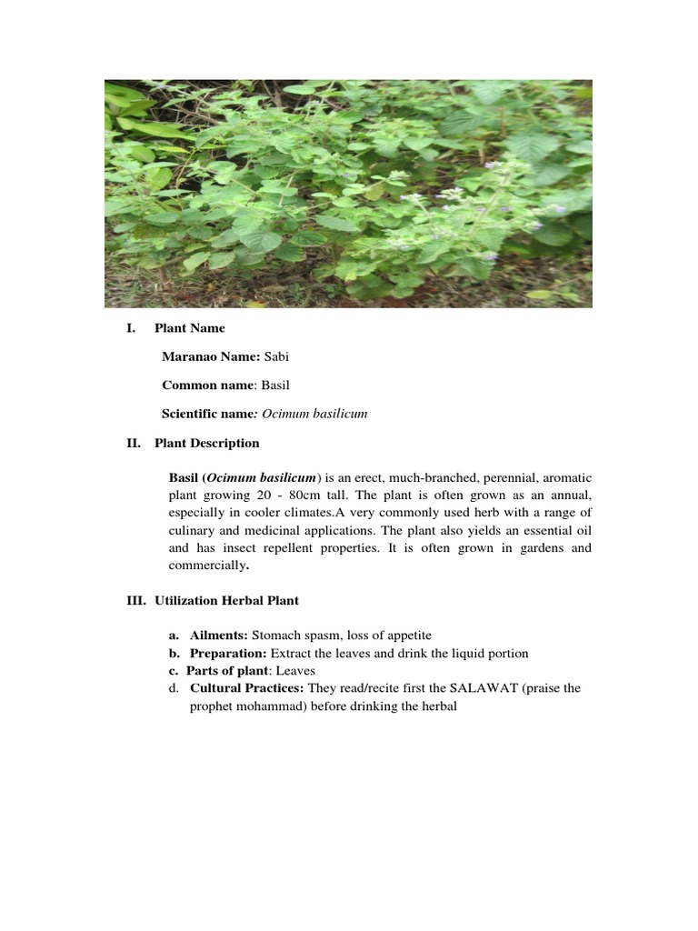 Herbal Plants and Their Uses | PDF | Garlic | Basil