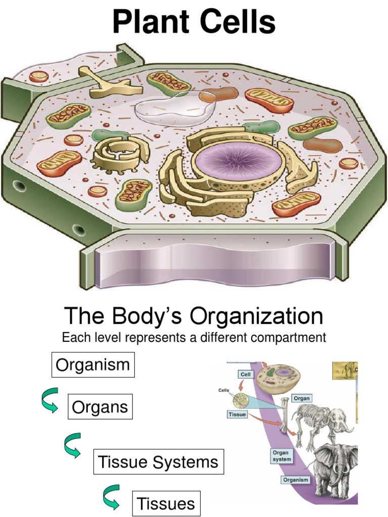 Lec3 Plant Cell and Plant Tissue | PDF | Tissue (Biology) | Vacuole