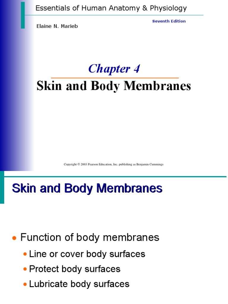 Anatomy Unit 4 Skin and Body Membranes | PDF | Skin | Epithelium