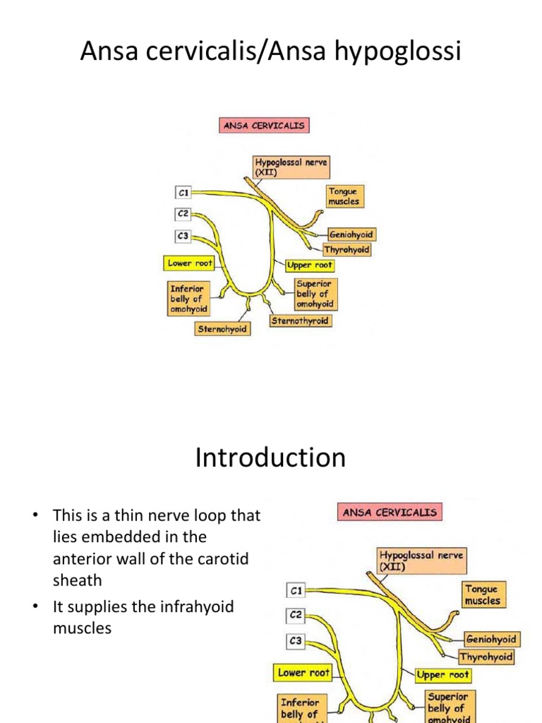 Anatomy and Function of Ansa Cervicalis | PDF | Science & Mathematics