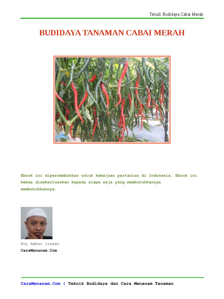 Panduan Budidaya Cabai Merah | PDF