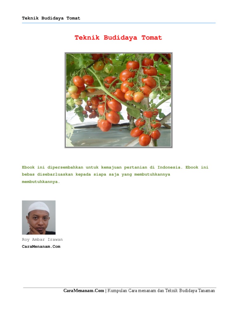 Teknik Budidaya Tomat | PDF