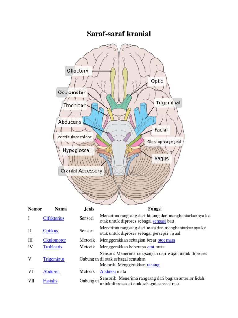 Saraf Kranial dan Spinal | PDF