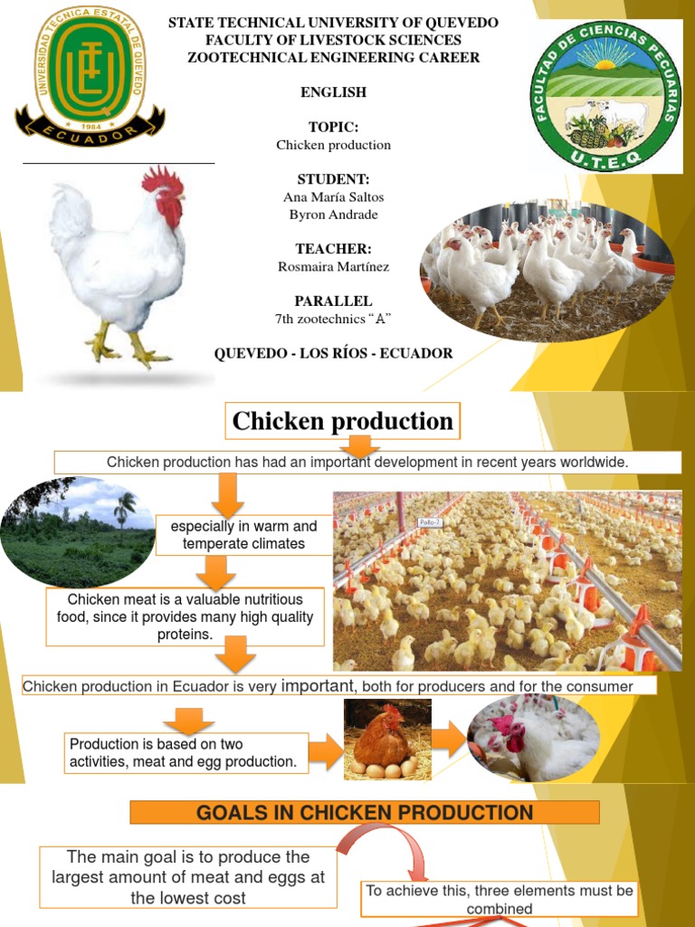 Exposicion de Ingles Los Pollos | PDF | Chicken | Egg