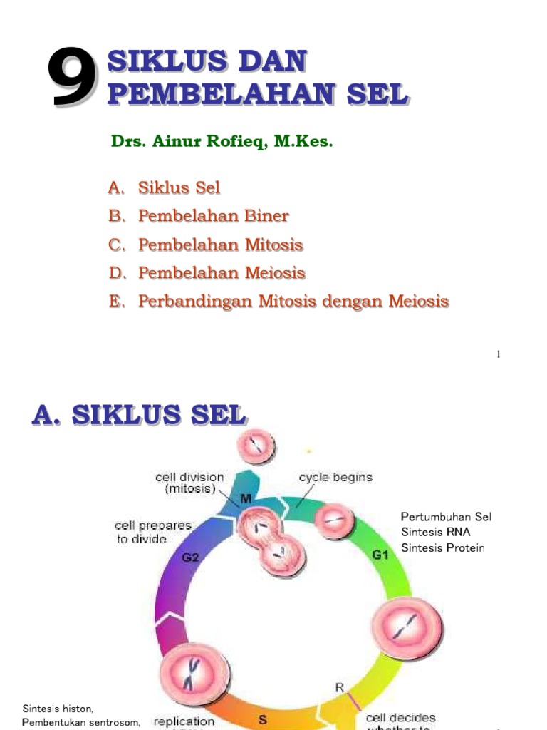Siklus Sel Tahapan Siklus Sel Kontrol Pemelahan Sel Dan Mekanisme Sel