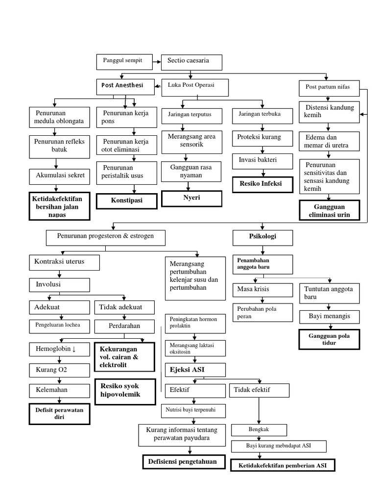 Pathway SCC | PDF