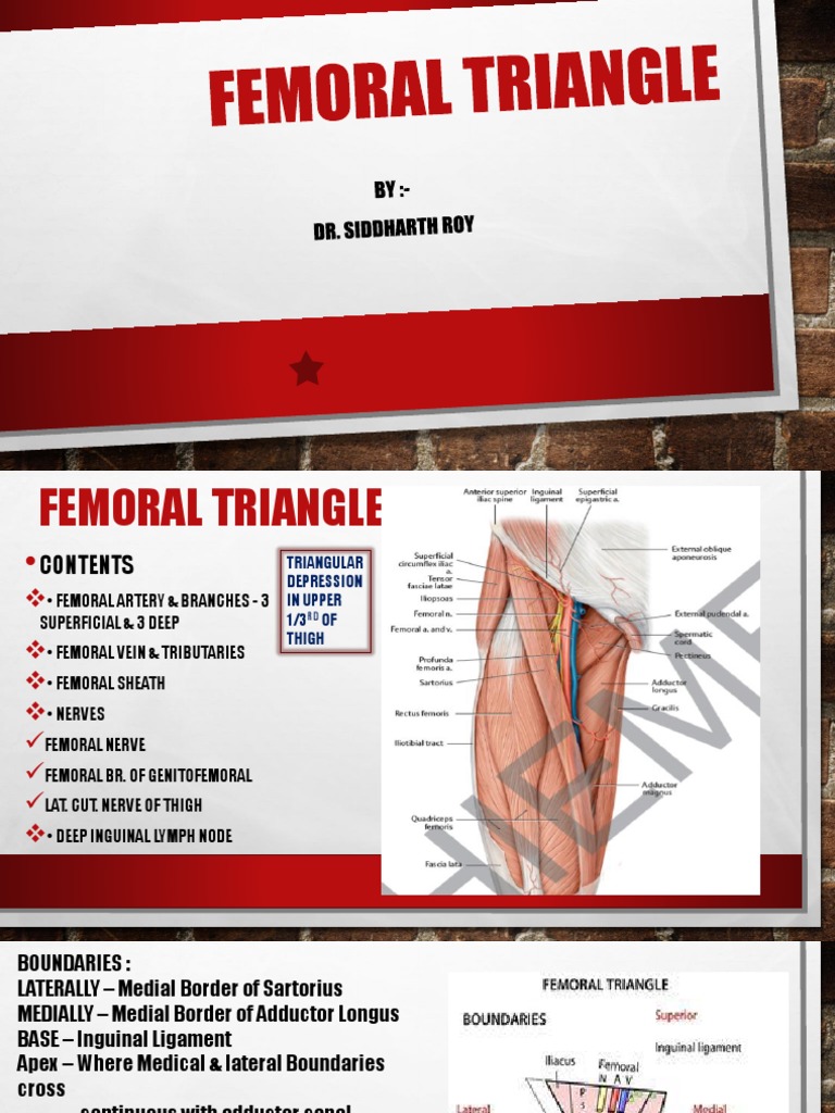 Femoral Triangle Anatomy and Contents | PDF | Lower Limb Anatomy ...