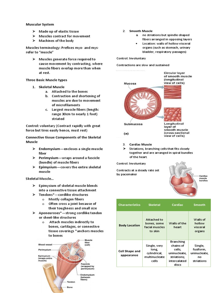 Anaphy Reviewer Muscular System | PDF | Muscle Contraction | Skeletal ...