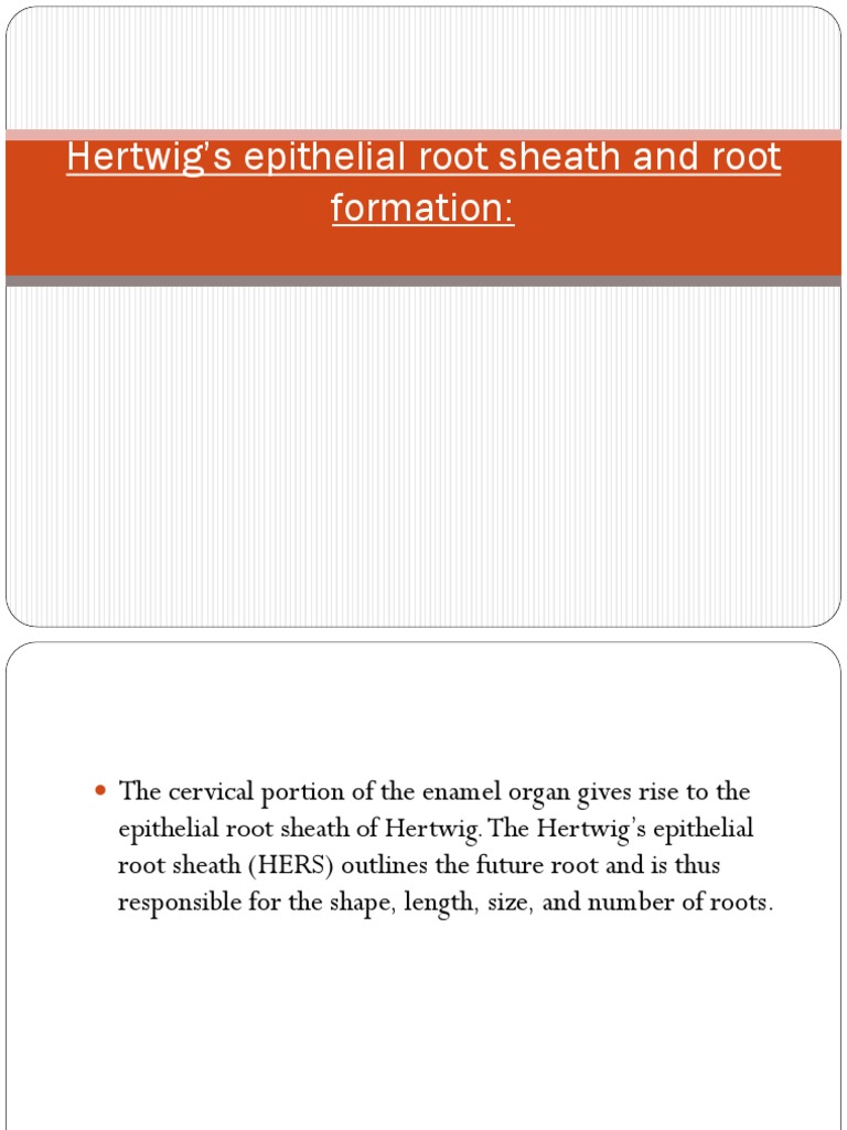 Hertwig's Epithelial Root Sheath and Root Formation | PDF | Human Tooth ...