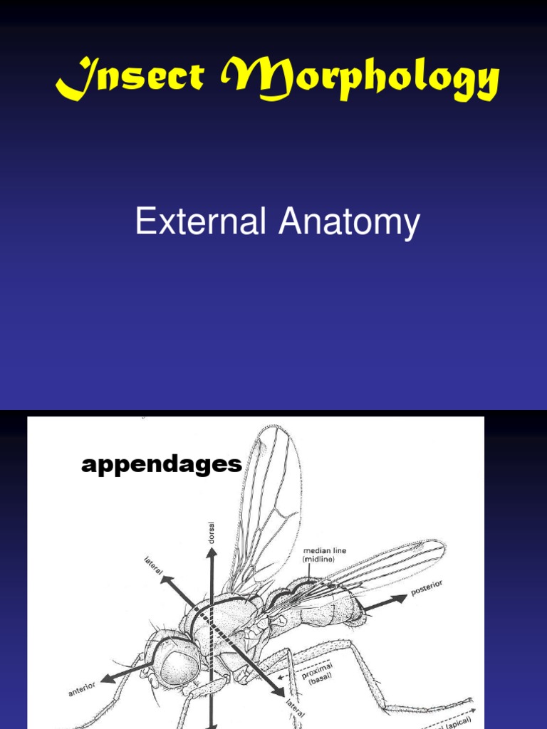 Lab 3 Insect Morphology External Anatomy | PDF | Arthropodology ...