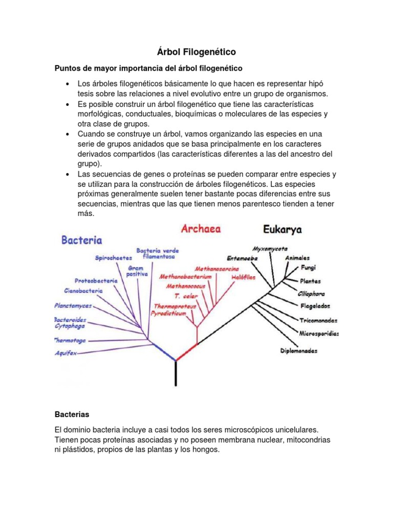Árbol Filogenético | PDF | Las bacterias | Filogenética
