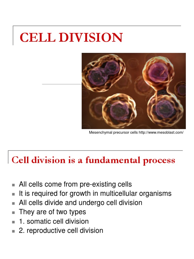 Review of Cell Division BSC Students | PDF | Meiosis | Mitosis