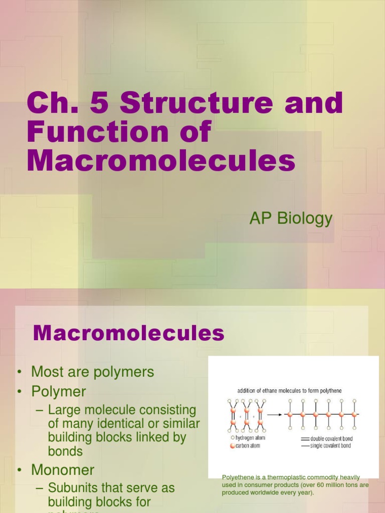 AP BIO MACROMOLECULES Chapter 5 Review | PDF | Macromolecules | Dna