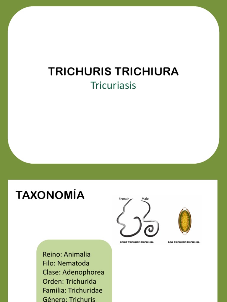 Trichuris Trichiura | PDF | Especialidades Medicas | Epidemiología