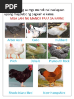 Manok: "Mga Hayop Na Alagaan at Pagkakitaan" | PDF