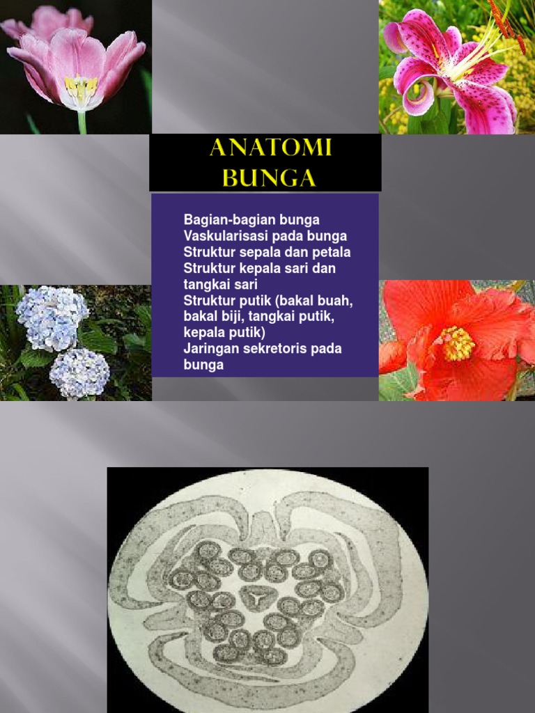 Anatomi Alat Kelamin Bunga | PDF