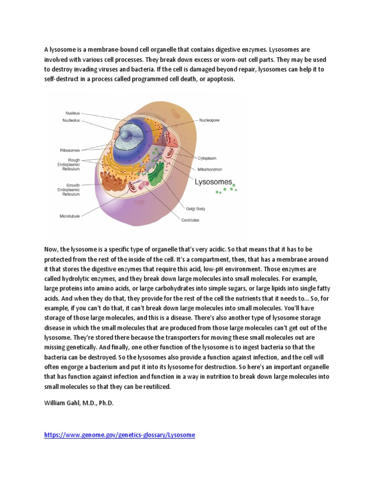 Lysosomes | PDF | Lysosome | Cell (Biology)