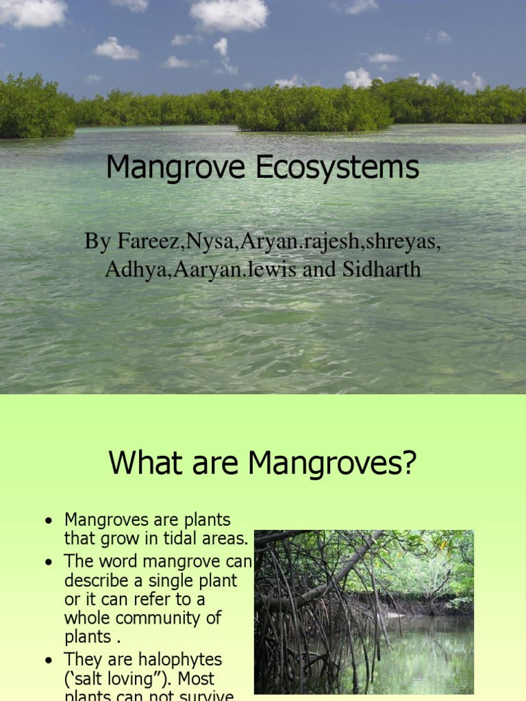 Mangrove Ecosystems Explained | PDF | Mangrove | Habitat