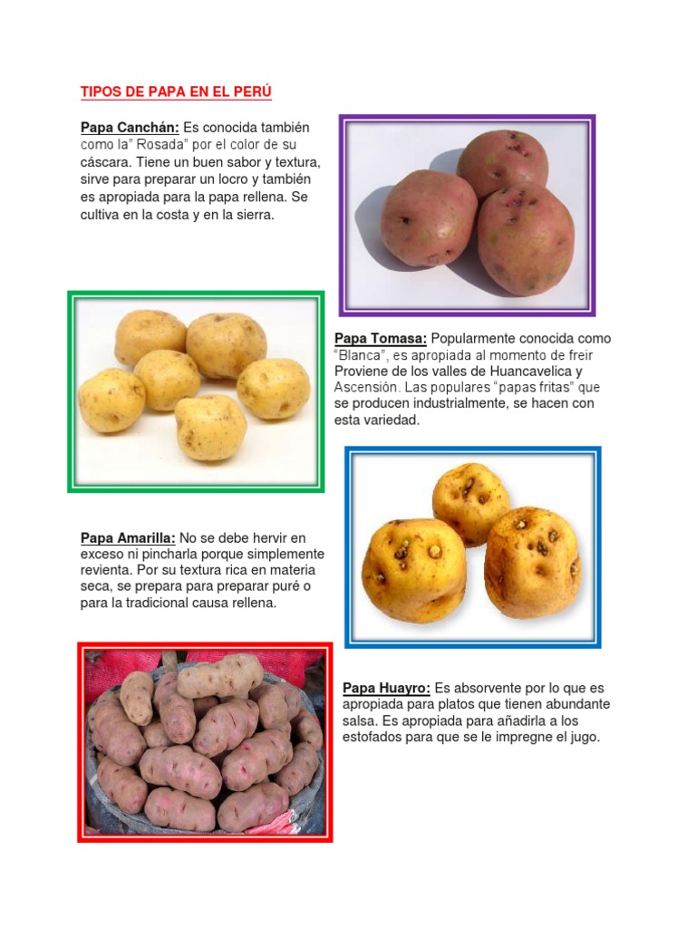 Variedades de papa en Perú: Tipos y usos | PDF | Patata | Cocina ...