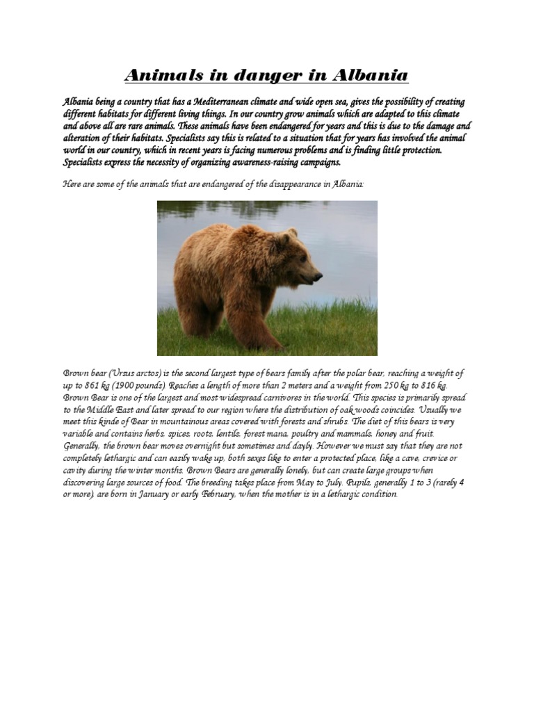 Animals in Danger in Albania English Albi 2018 | PDF | Bears | Habitat ...