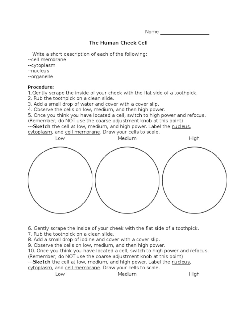 Cheek Cell Lab | PDF | Cell (Biology) | Microscopy