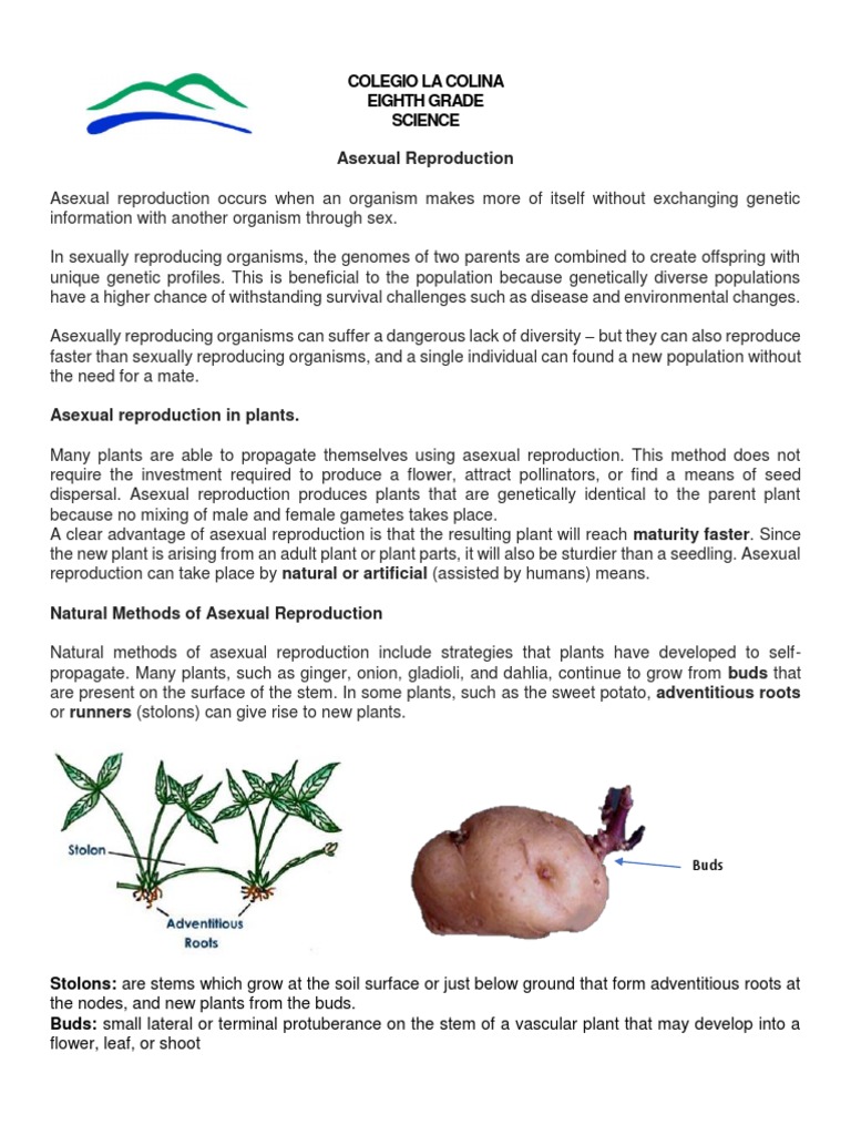 Asexual Reproduction in Plants | PDF | Reproduction | Grafting