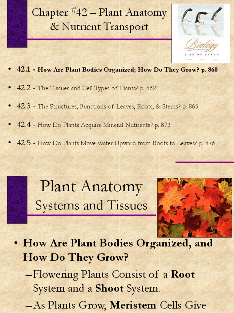 Lecture - Chapter 42 - Stems, Roots, and Leaves | PDF | Plant Stem | Leaf