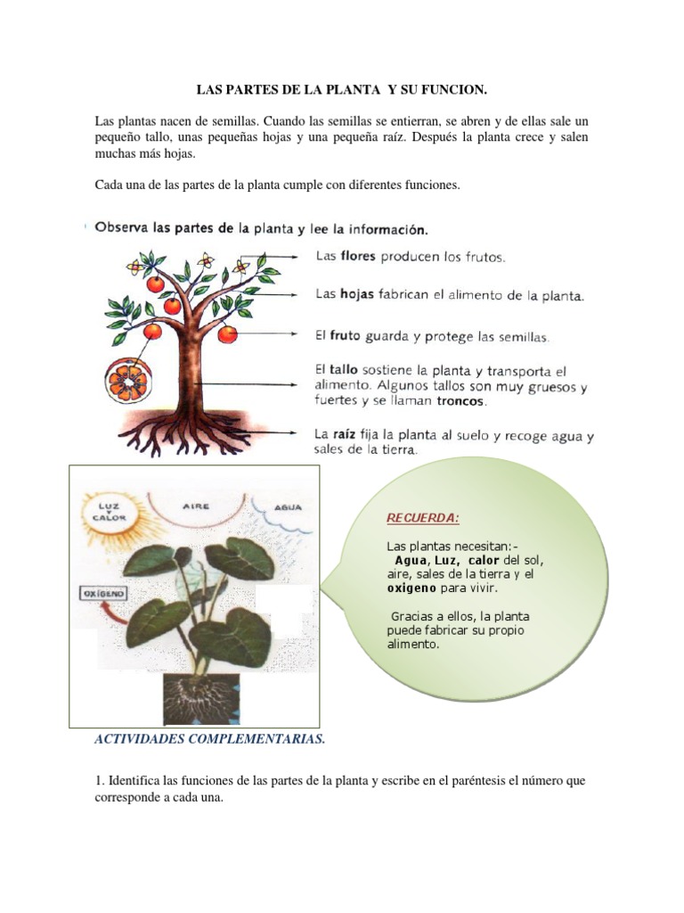 Hoja De Trabajo Sobre Las Partes De Una Planta Y Sus Funciones