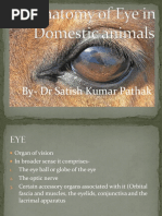 Sea Turtle Digestive System Anatomy | PDF | Gastrointestinal Tract ...