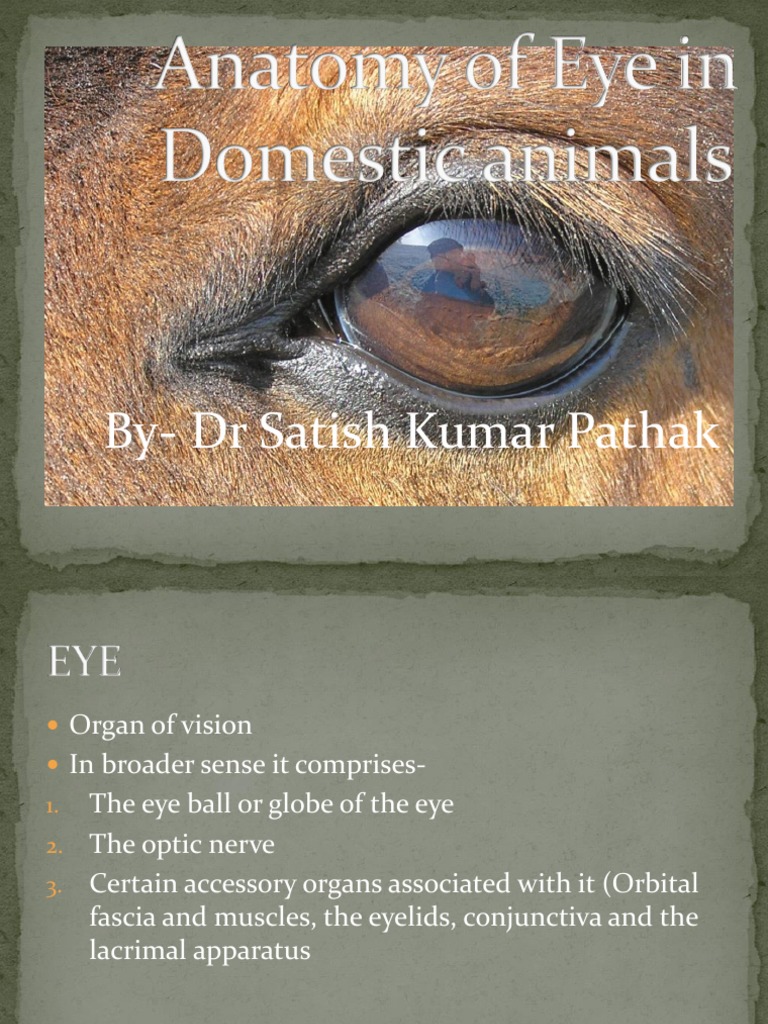 Anatomy of Eye in Domestic Animals | PDF | Retina | Human Eye