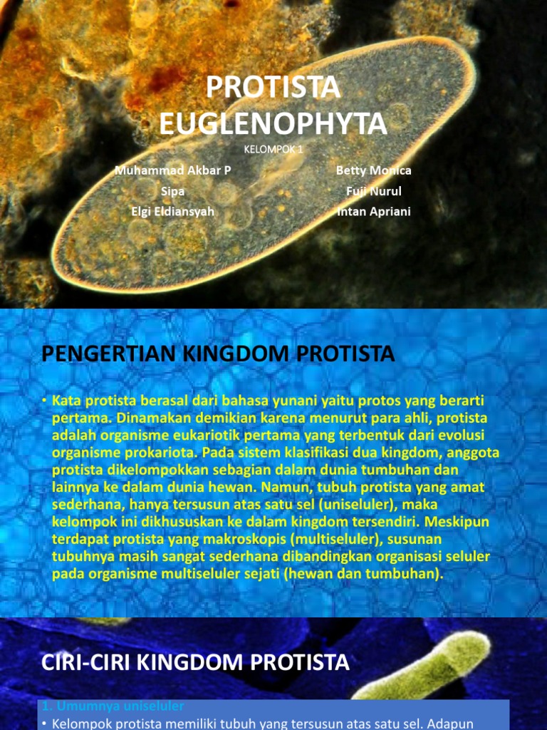 Kingdom Protista Euglenophyta | PDF