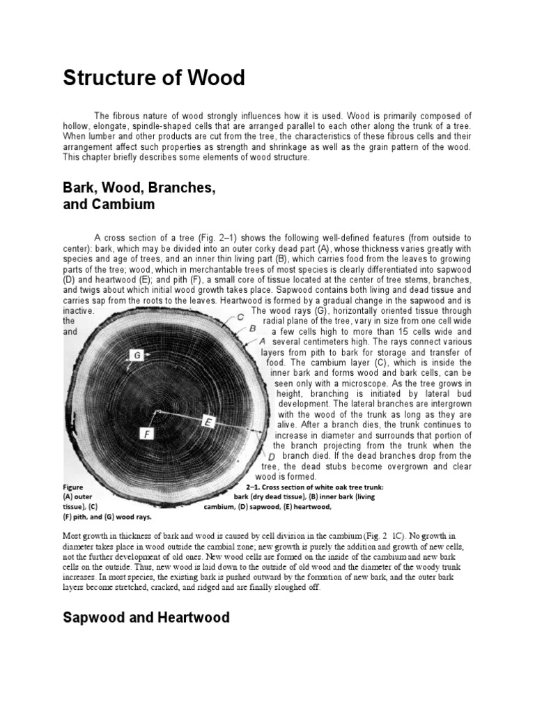 Structure of Wood | PDF | Wood | Trees