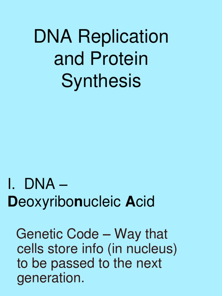 DNA Replication and Protein Synthesis | PDF | Rna | Messenger Rna