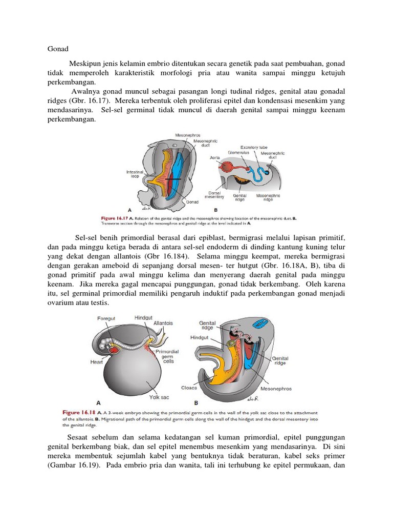 Perkembangan Gonad dan Saluran Genital | PDF | Sains & Matematika ...