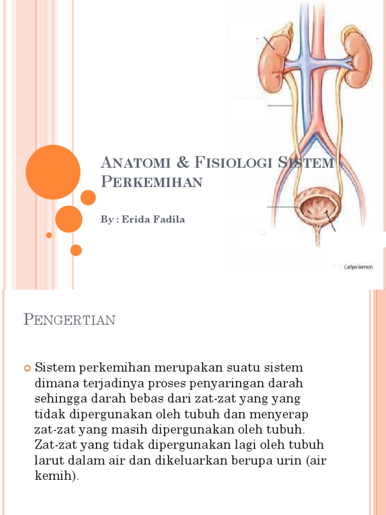 Anatomi & Fisiologi Sistem Perkemihan | PDF
