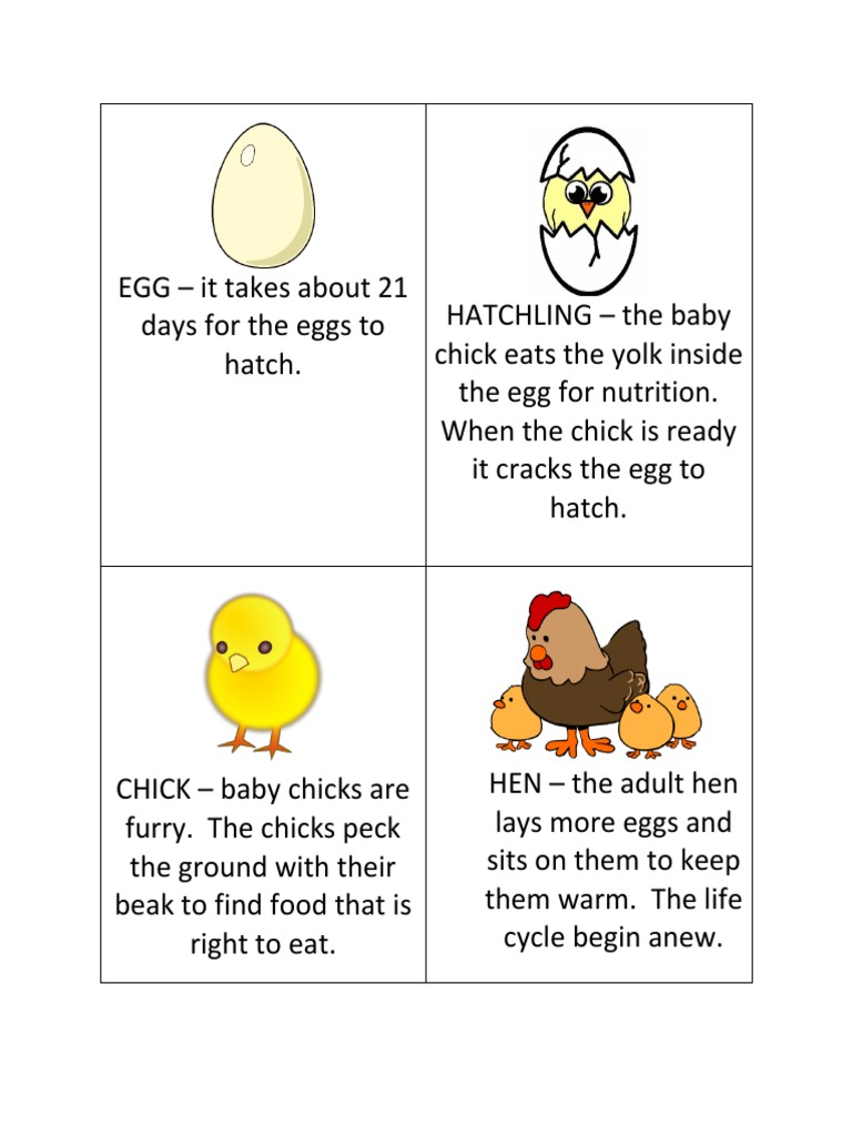 Chicken Life Cycle Stages for Kids | PDF