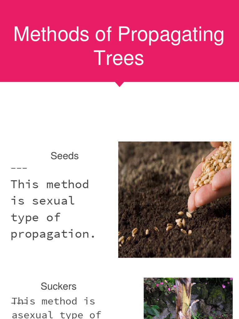 Methods of Propagating Trees | PDF | Home & Garden | Technology ...
