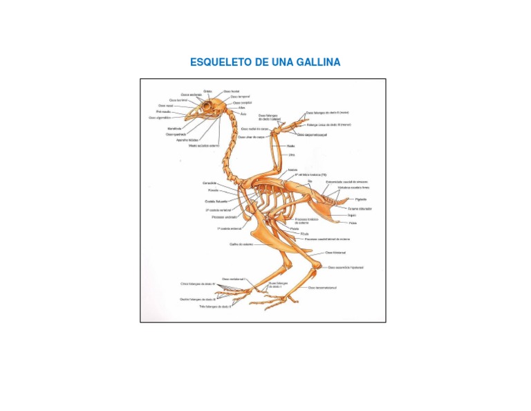 Esqueleto de Una Gallina | PDF