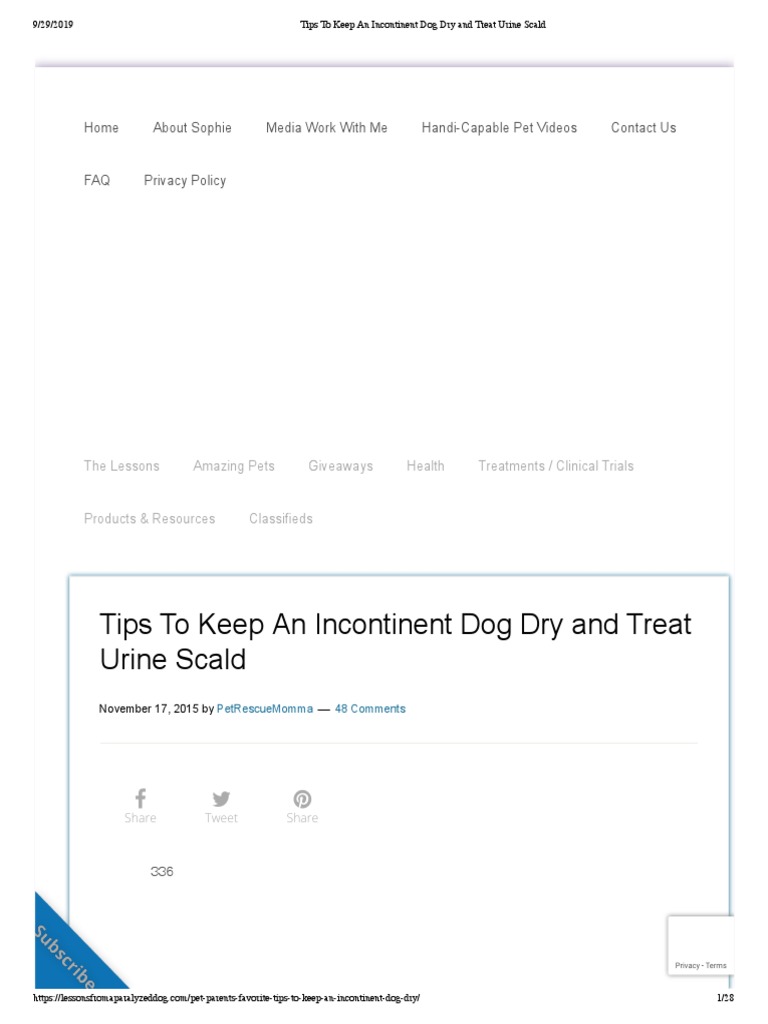 Dog Incontinence - An Incontinent Dog Dry and Treat Urine Scald | PDF ...