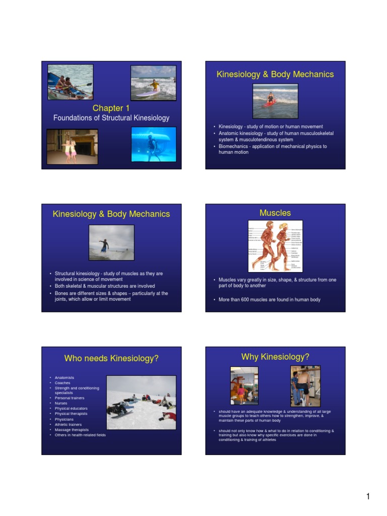 Foundations of Structural Kinesiology PDF | PDF | Anatomical Terms Of ...